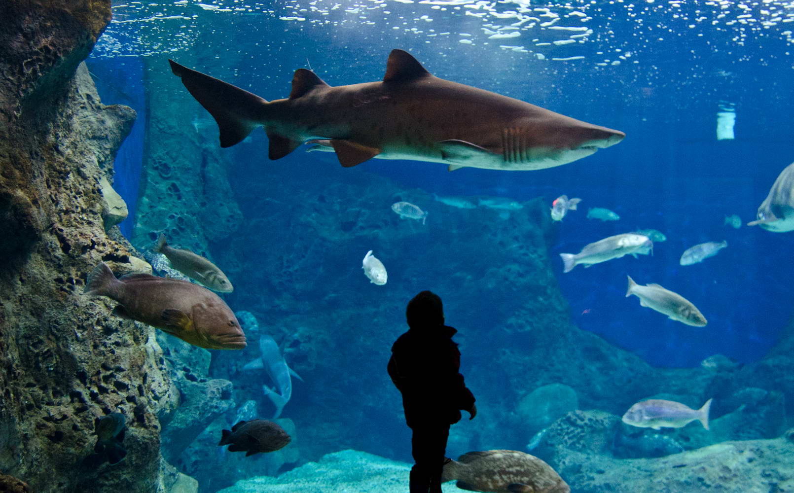 Ενυδρείο Cretaquarium – Θαλασσόκοσμος – Visit Heraklion