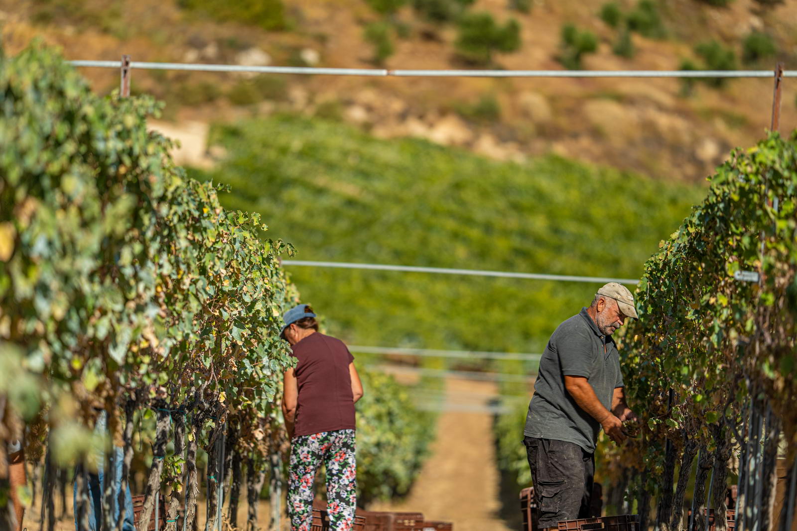 Κρητικό Κρασί παλιά ιστορία – Visit Heraklion