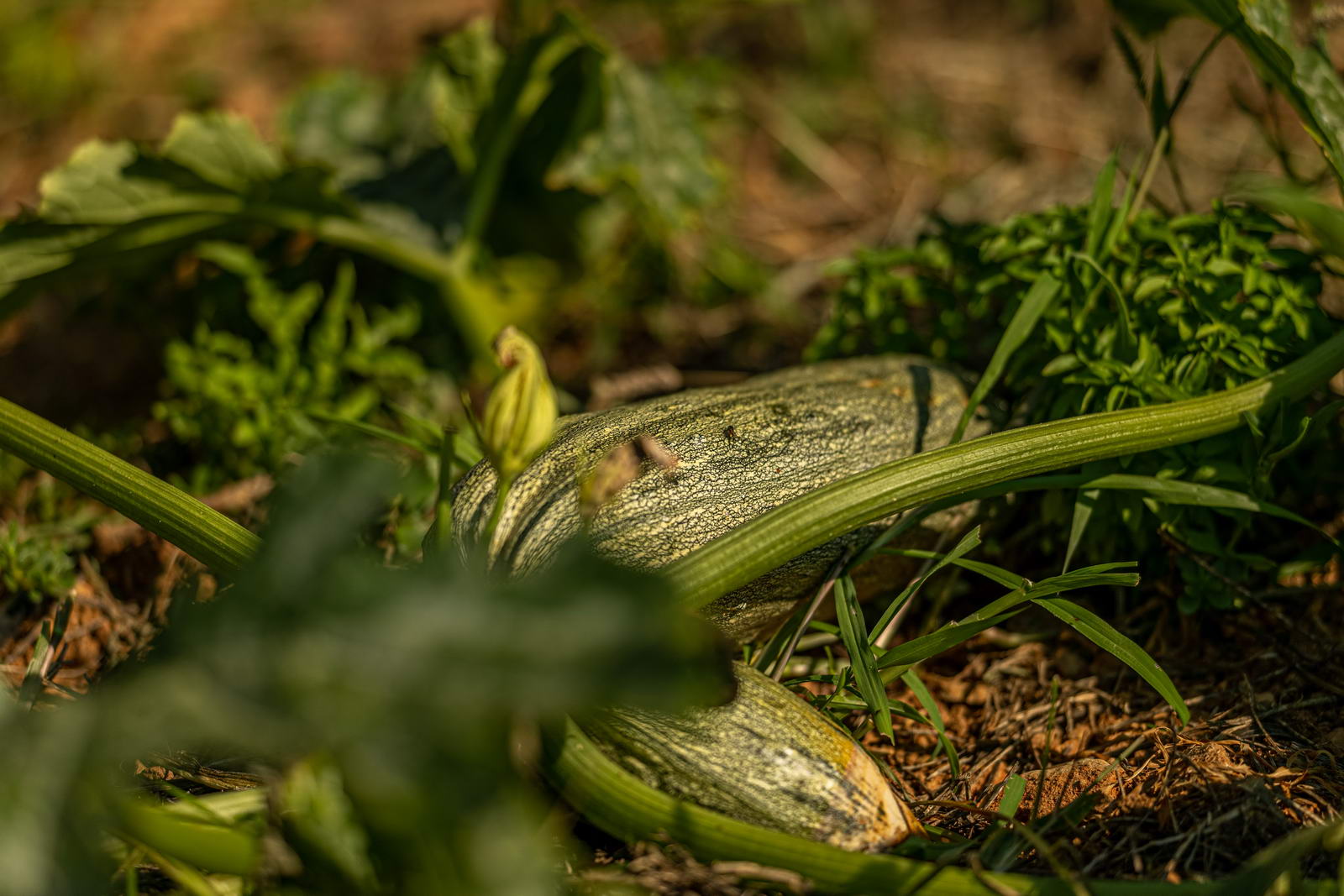 Τοπικά προϊόντα – Visit Heraklion