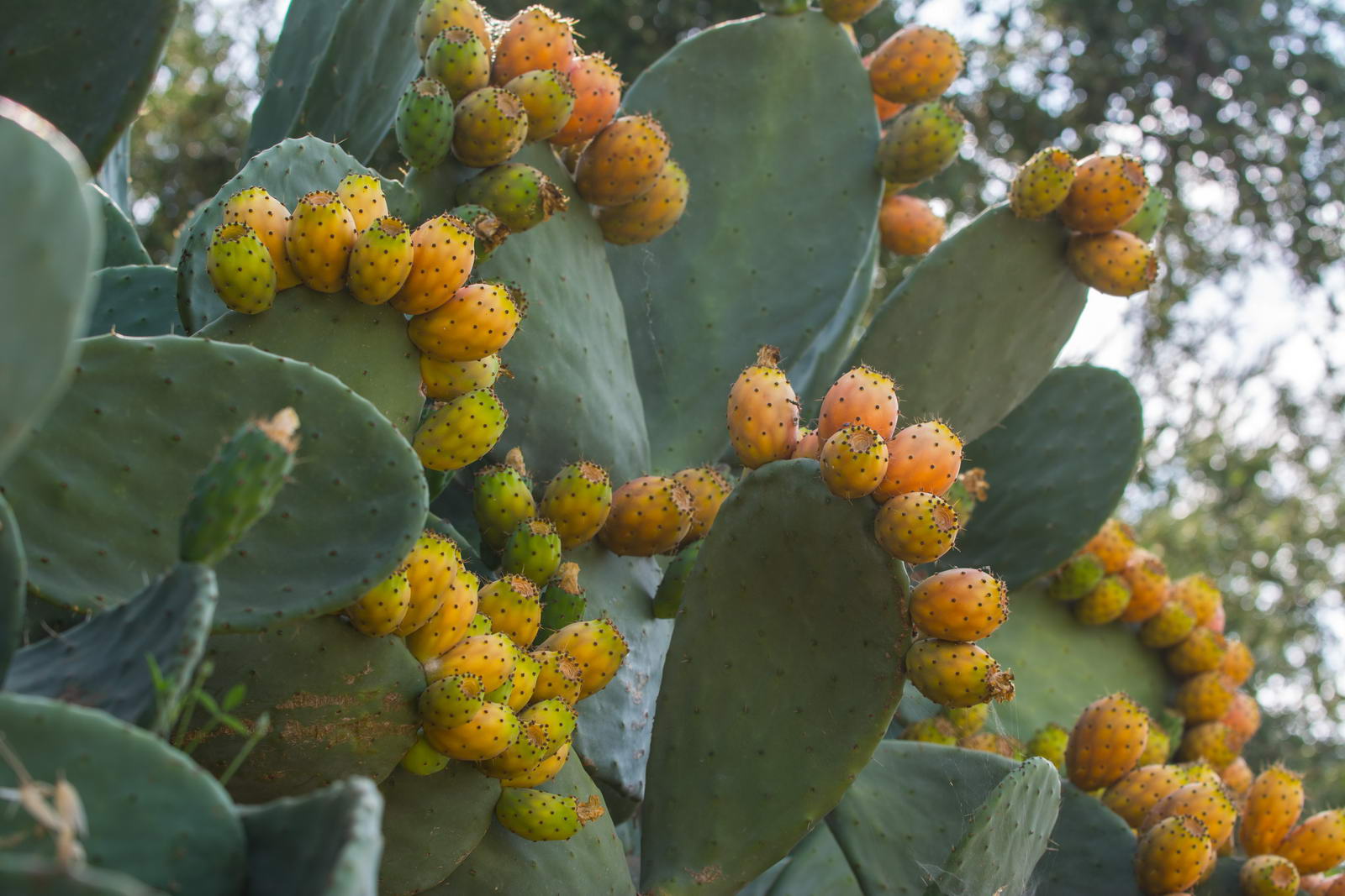 Τοπικά προϊόντα – Visit Heraklion